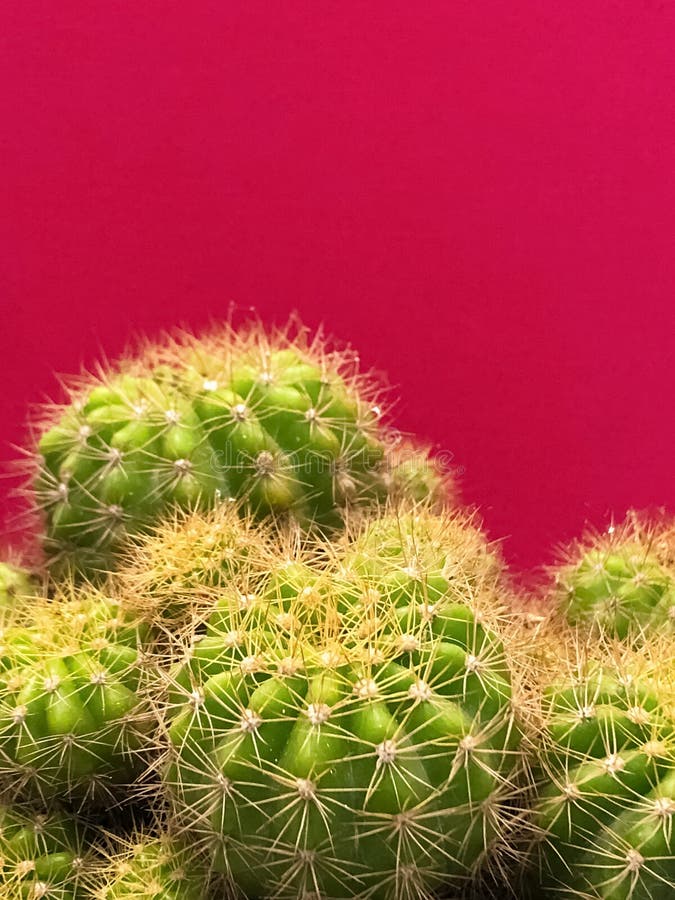 Group of Cactus,sharp Thorn,the Echinopsis Calochlora Cactus Stock ...