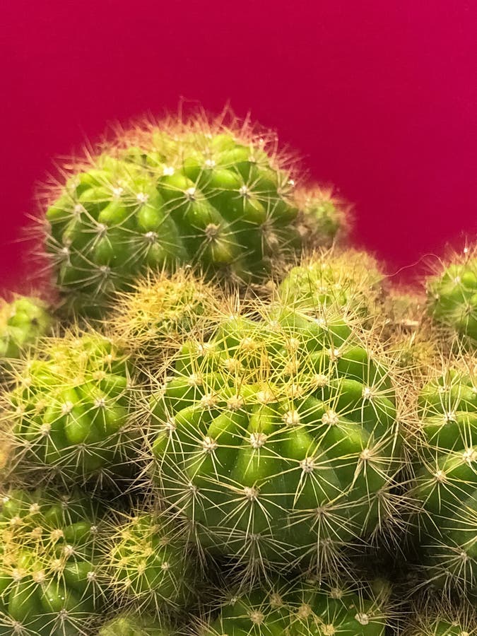 Group of Cactus,sharp Thorn,the Echinopsis Calochlora Cactus Stock ...
