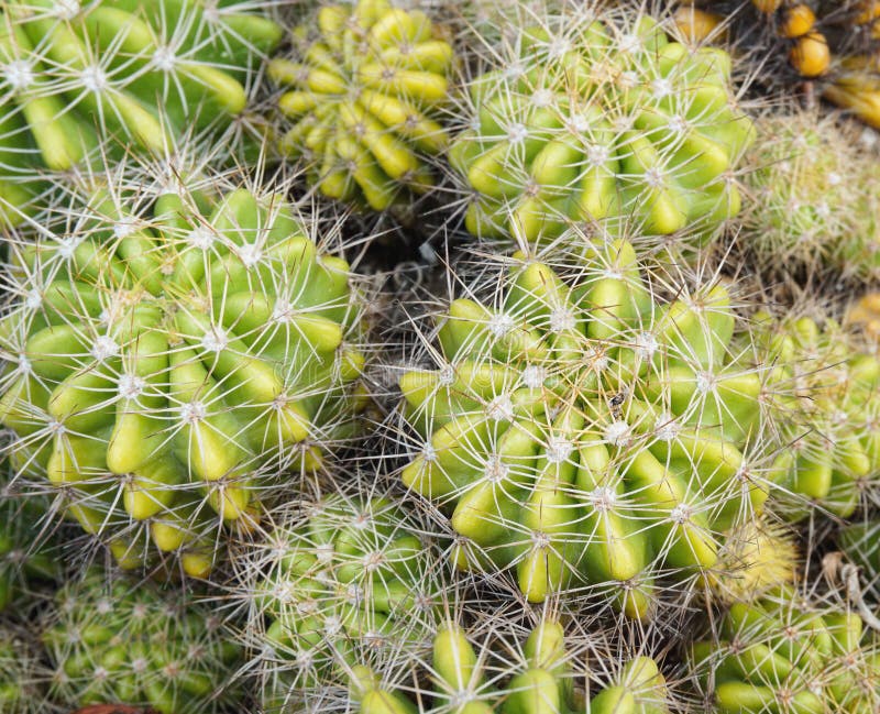 Group of cactus stock photo. Image of nature, botany - 73197292