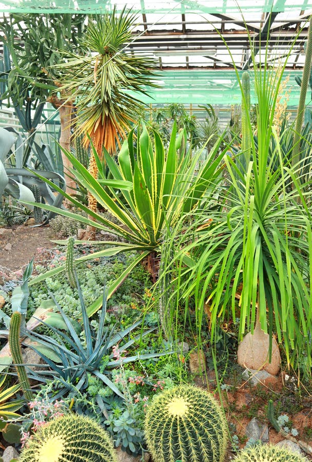 Group of Cactus Species and Agave in Greenhouse Stock Image - Image of ...