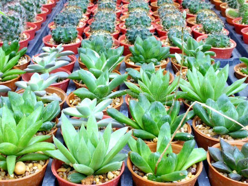 Group of Cactus Succulent in a Pot Stock Photo - Image of design ...
