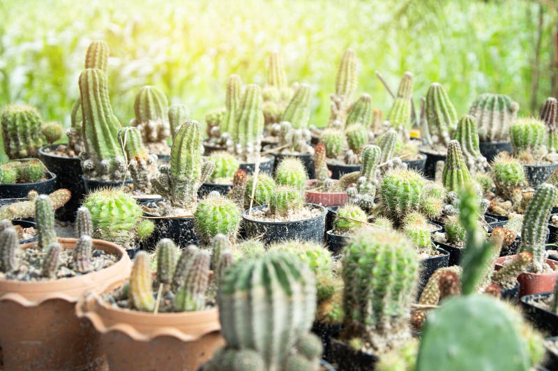 Group of Cactus Trees Great for Desert, Nature or Gardening Ideas Stock ...