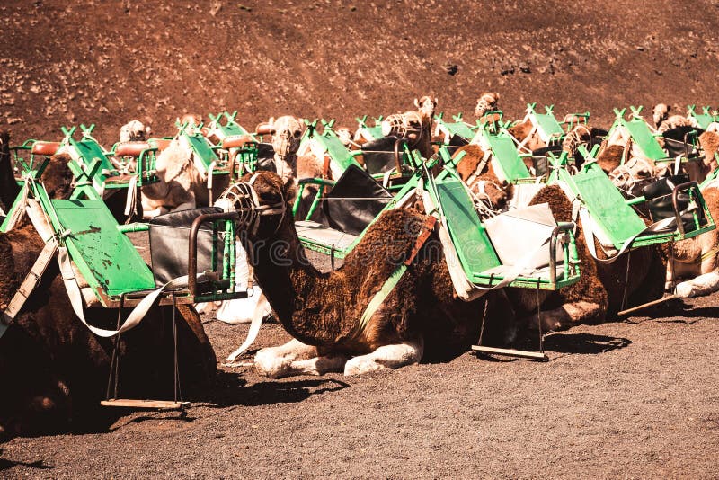 Group of Camel Caravan in the Dry Desert Stock Image - Image of ...