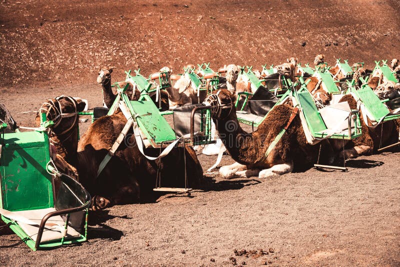 218 Camel Goods Stock Photos - Free & Royalty-Free Stock Photos from ...