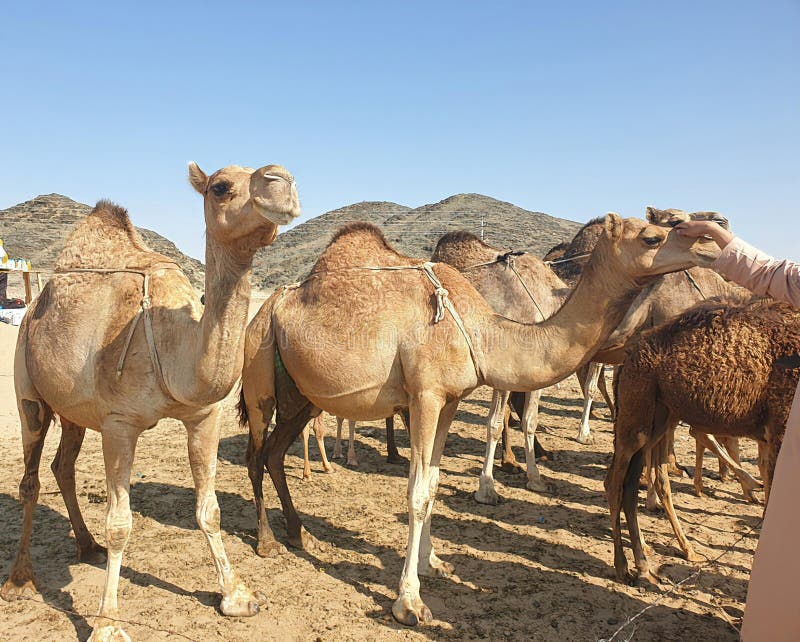 A Group of Camels in a Desert Setting Stock Photo - Image of group ...