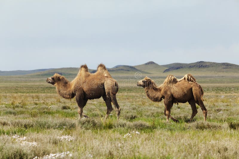 Group of Camels in the Desert. Etosha National Park in Namibia, Africa ...