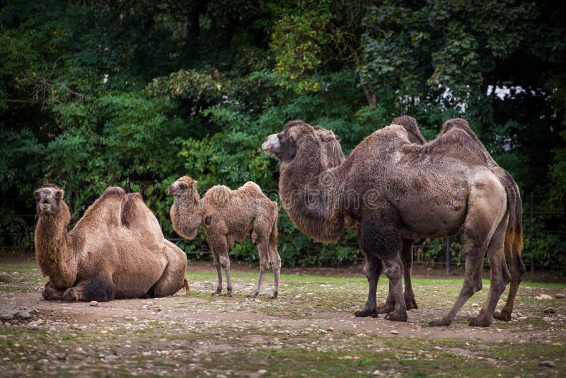 Group of Camels in Nature Park Stock Photo - Image of travel, camel ...