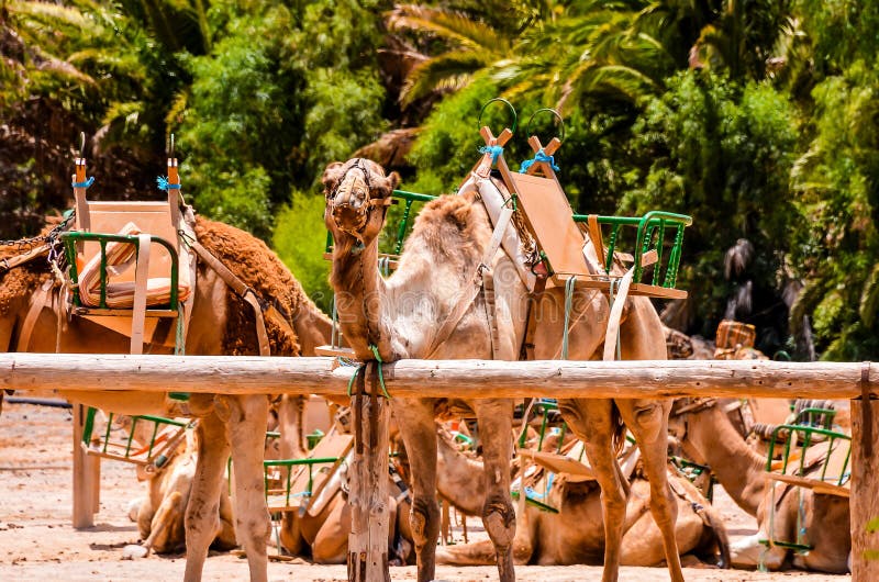 A Group of Camels are Resting in the Shade of a Tree Stock Photo ...
