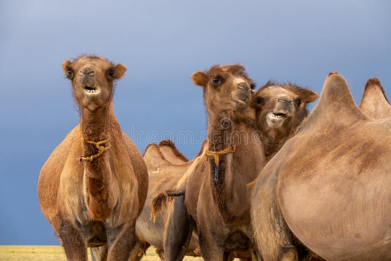 Group of Camels, Timanfaya National Park, Lanzarote Stock Photo - Image ...