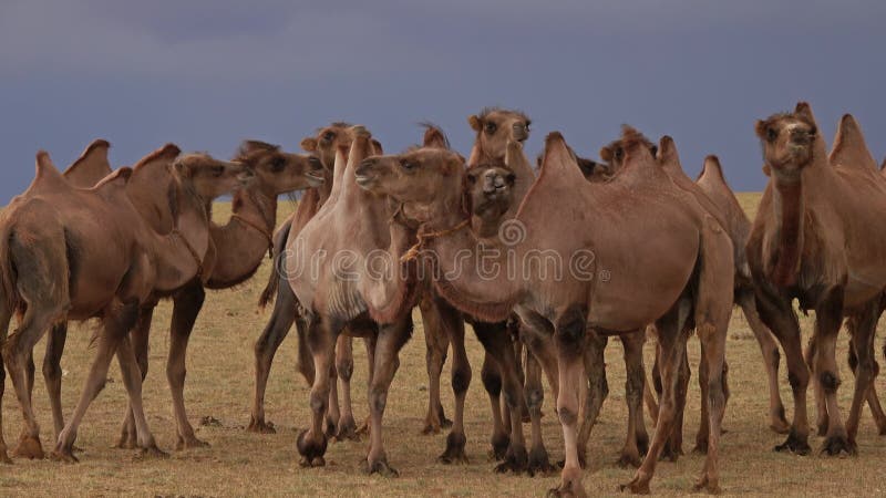 Group Camels in Steppe and Storm Sky Stock Video - Video of grass ...