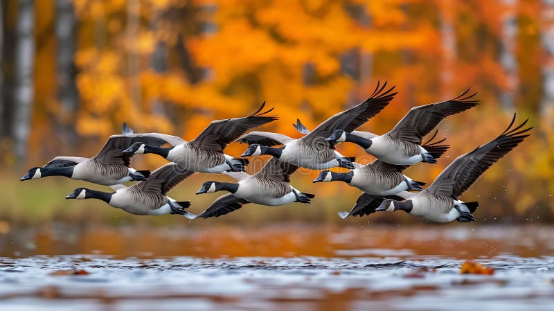 Group of Canada Geese Flying in Formation. Autumn Landscape Stock Image ...