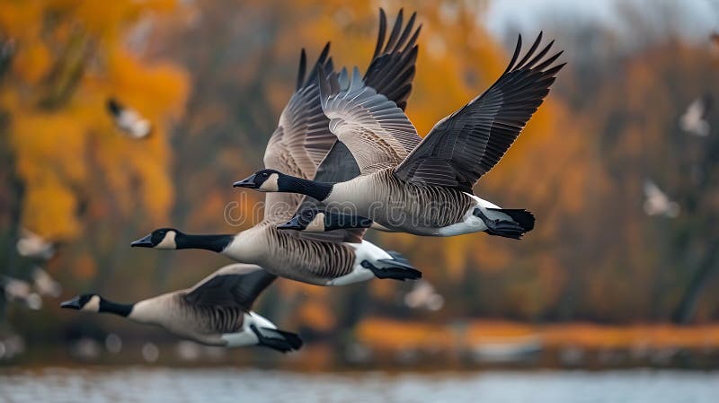 Group of Canada Geese Flying in Formation. Autumn Landscape Stock Image ...