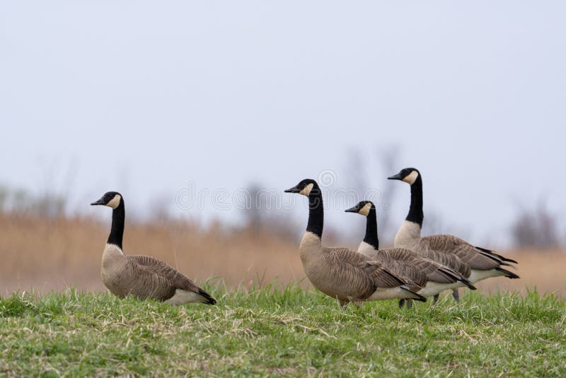 Group of Canadian Geese on a Grassy Field Stock Photo - Image of ...