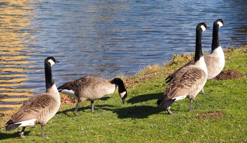 Group of Canadian Geese on a Meadow Stock Image - Image of feeding ...