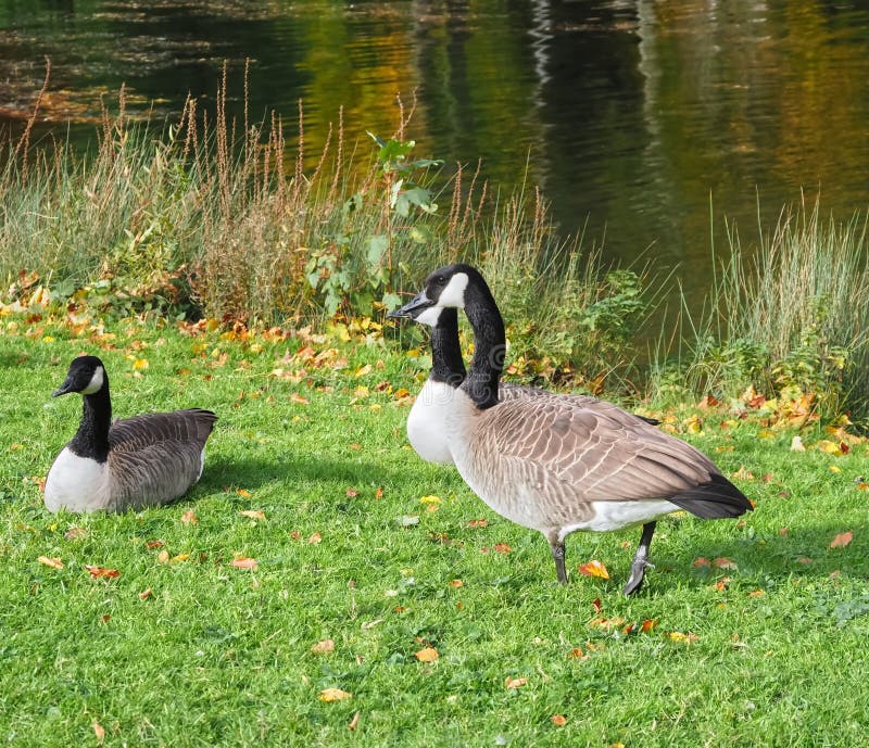 Group of Canadian Geese on a Meadow Stock Image - Image of flight ...
