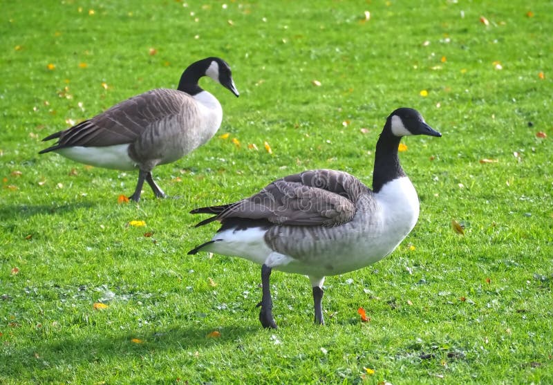 Group of Canadian Geese on a Meadow Stock Image - Image of wildlife ...