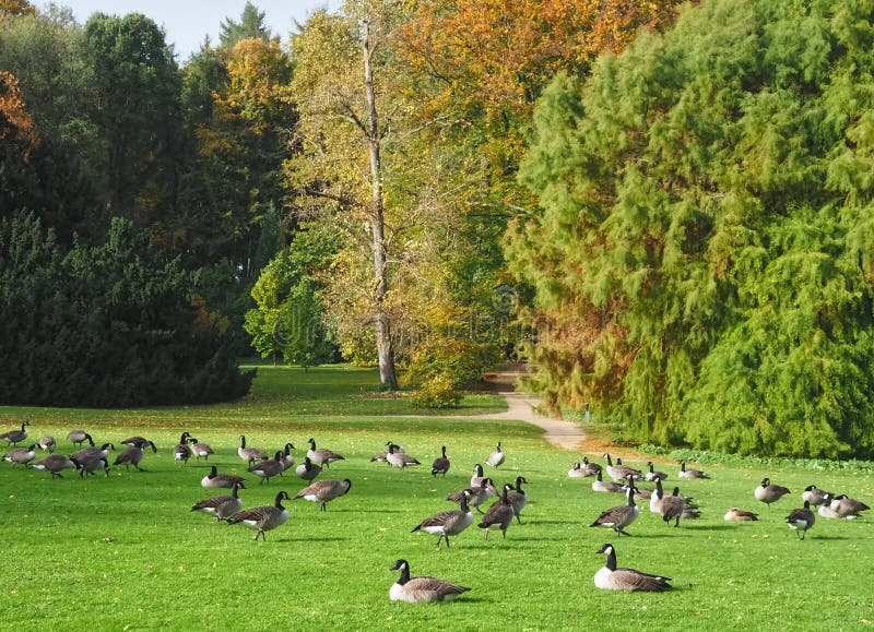 Group of Canadian Geese on a Meadow Stock Image - Image of migrating ...