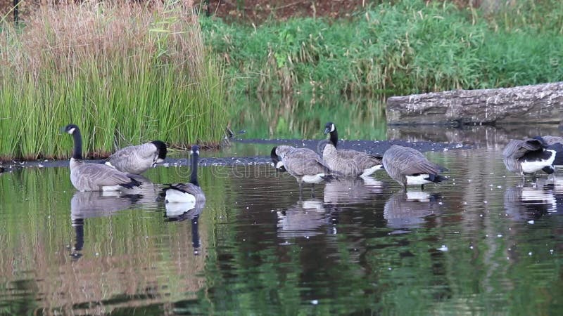 Two Geese Relaxing on the Farm Stock Footage - Video of fowl, wildlife ...