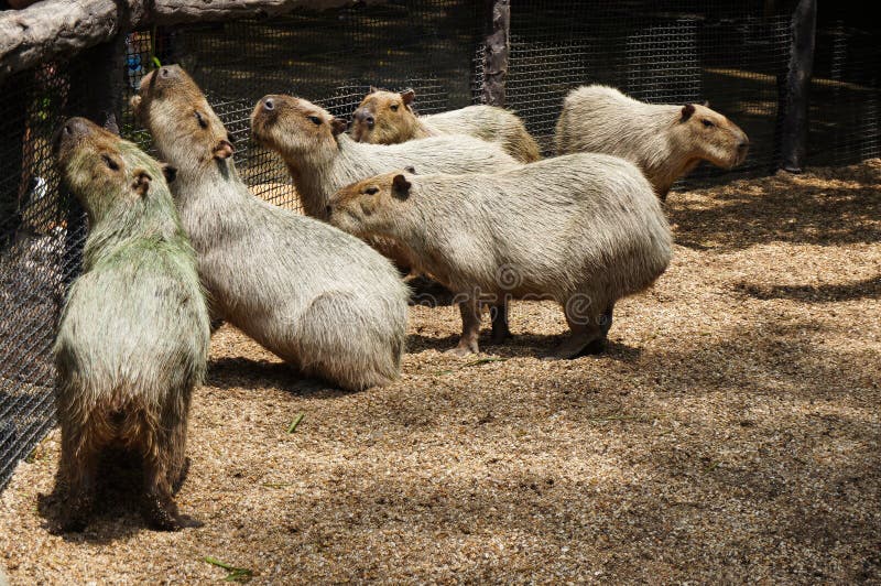 Group of Capybara in the Cage Stock Photo - Image of beauty, cute ...