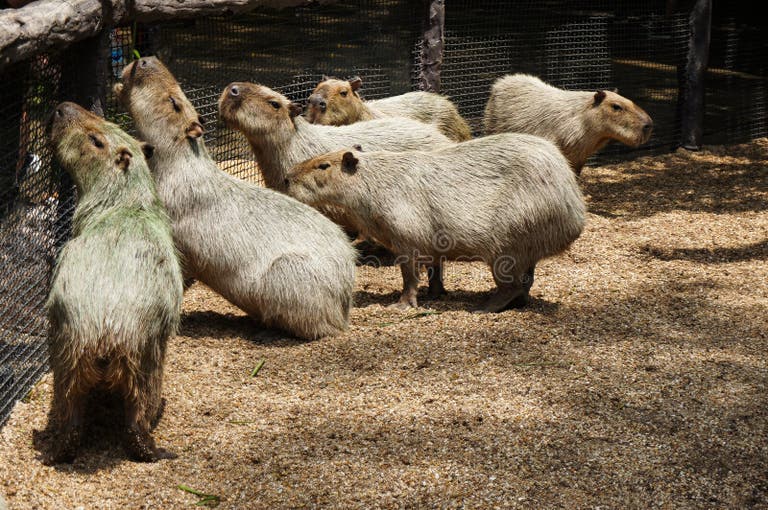 Group of Capybara in the Cage Stock Photo - Image of beauty, cute ...
