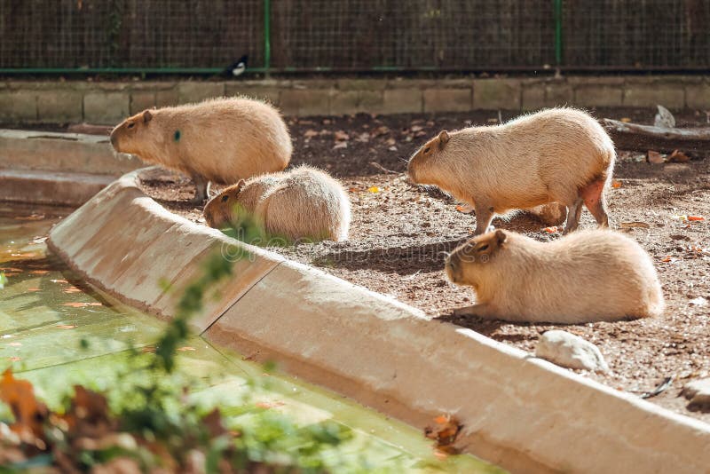 Group of Capybaras Lying Down in Zoo Facility Stock Photo - Image of ...