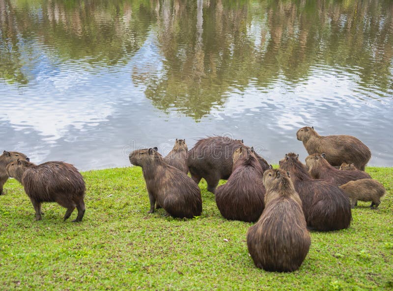 Capybaras in a Pond at the Zoo Stock Image - Image of capybaras ...