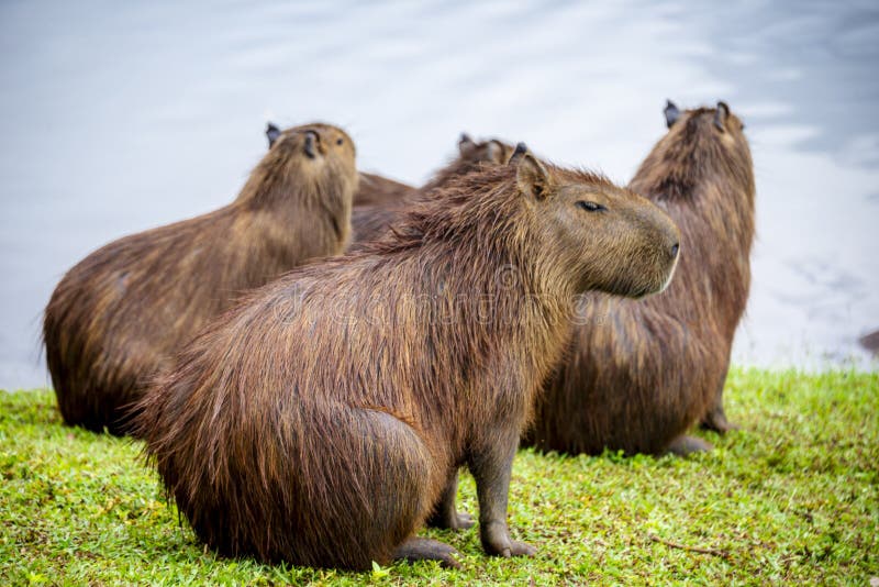 Capybaras in a Pond at the Zoo Stock Image - Image of capybaras ...