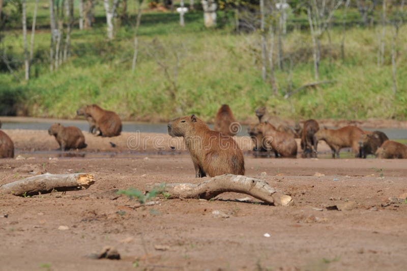 Group of capybaras stock photo. Image of natural, river - 76341072