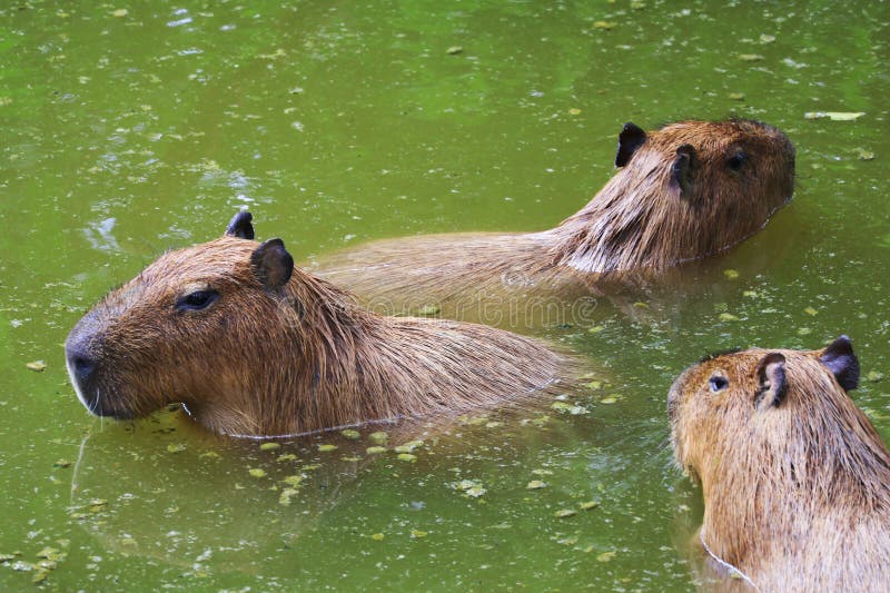 Capybaras, the World S Largest Rodent Relaxing in the Pond Stock Photo ...