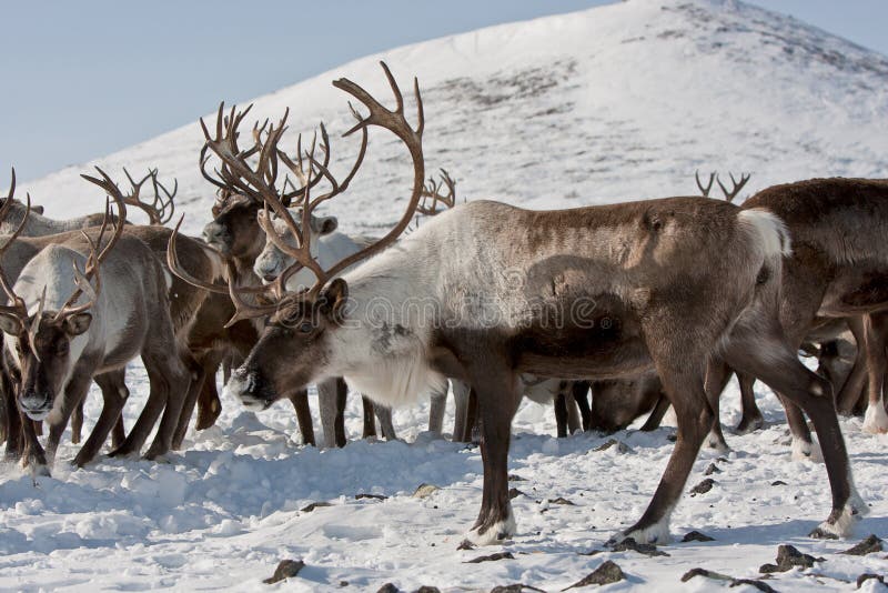 Group of caribou stock photo. Image of outdoors, group - 127846486