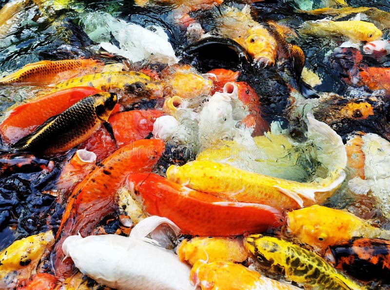 A group of carp fish stock photo. Image of invertebrate - 275428564