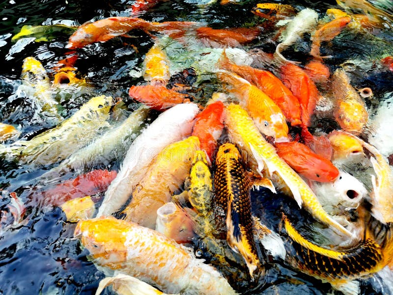 A group of carp fish stock image. Image of seafood, yellow - 275428573