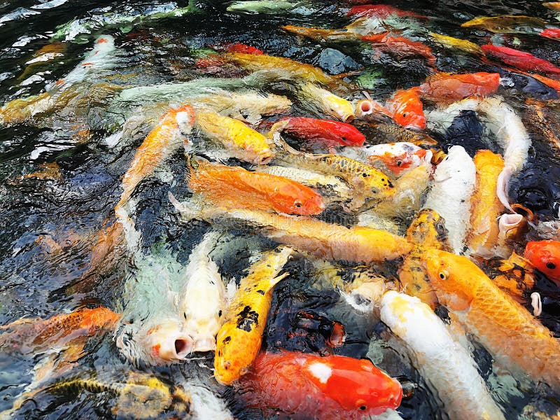 A group of carp fish stock image. Image of reflection - 275428589