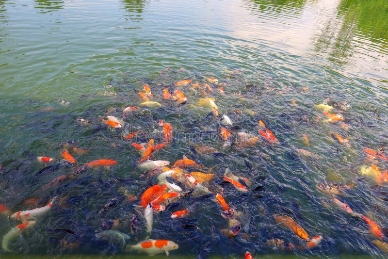 Group Carp Fish in the Water is Beautiful Stock Image - Image of group ...