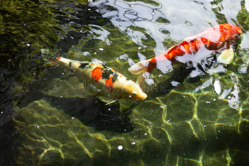 A Group of Carp in the Pool Stock Photo - Image of hobby, food: 156553364