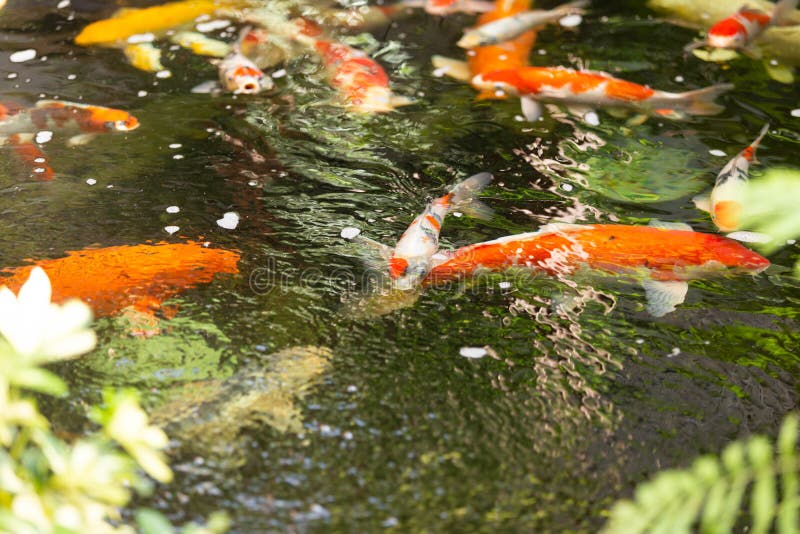 A Group of Carp in the Pool Stock Image - Image of beautiful, color ...