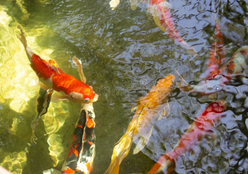 A Group of Carp in the Pool Stock Image - Image of frenzy, asian: 156553729