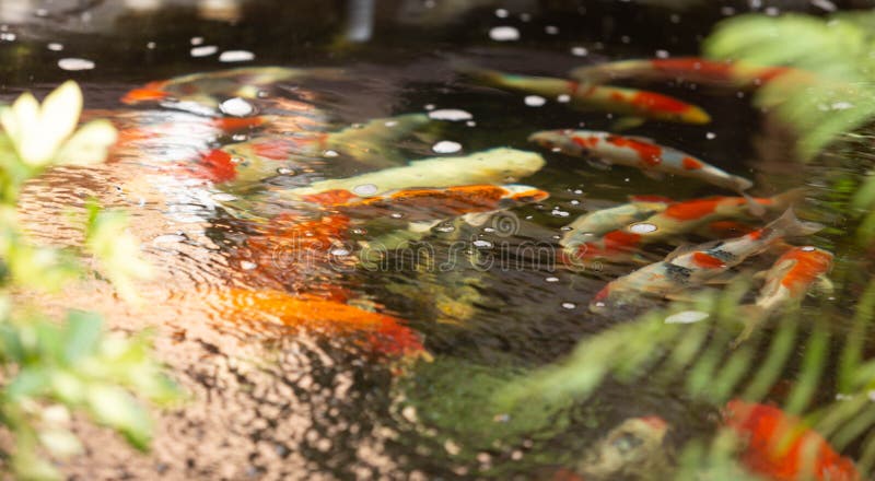 A Group of Carp in the Pool Stock Photo - Image of feeding, culture ...