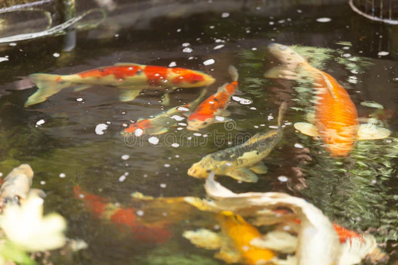 A Group of Carp in the Pool Stock Image - Image of group, frenzy: 156553597