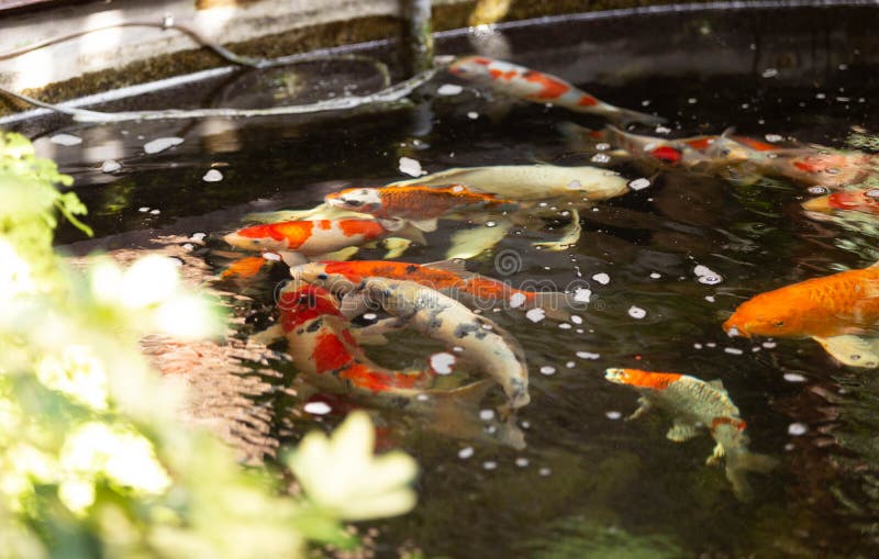 A Group of Carp in the Pool Stock Image - Image of frenzy, asian: 156553729