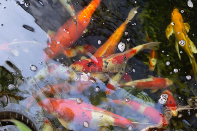 A Group of Carp in the Pool Stock Image - Image of carp, cyprinus ...