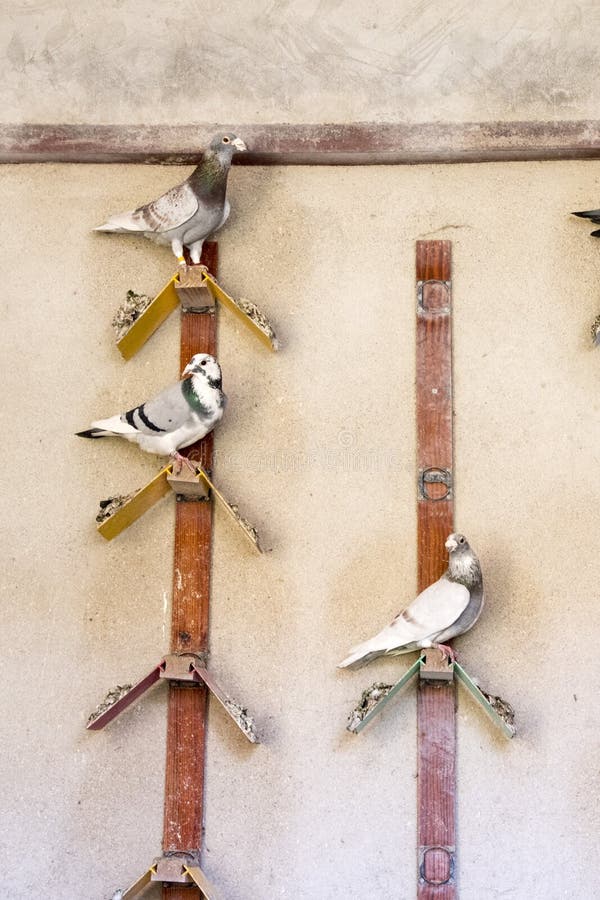 Group of Carrier Pigeons Resting Stock Image - Image of pretty, message ...