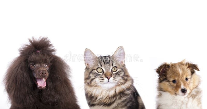Group of Cat and dog stock image. Image of cute, canine - 51255299