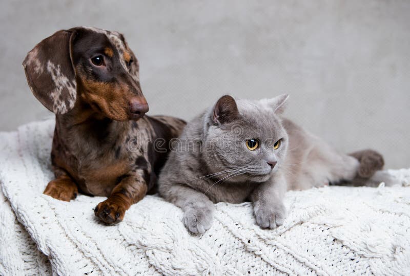 Group of cat and dog stock photo. Image of purebred - 142494842