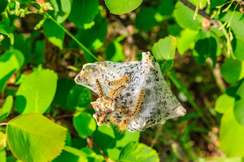 A Group of Caterpillars are Eating a Leaf Stock Photo - Image of yellow ...