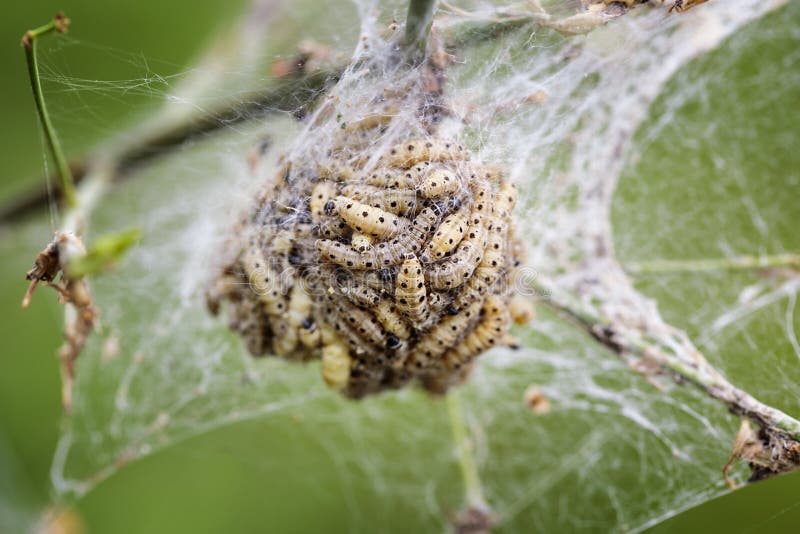 Group of Caterpillars in Spring Stock Photo - Image of pest, insect ...