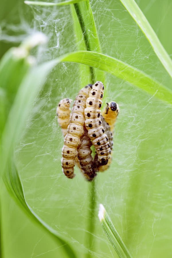 Group of Caterpillars in Spring Stock Photo - Image of meadow, group ...