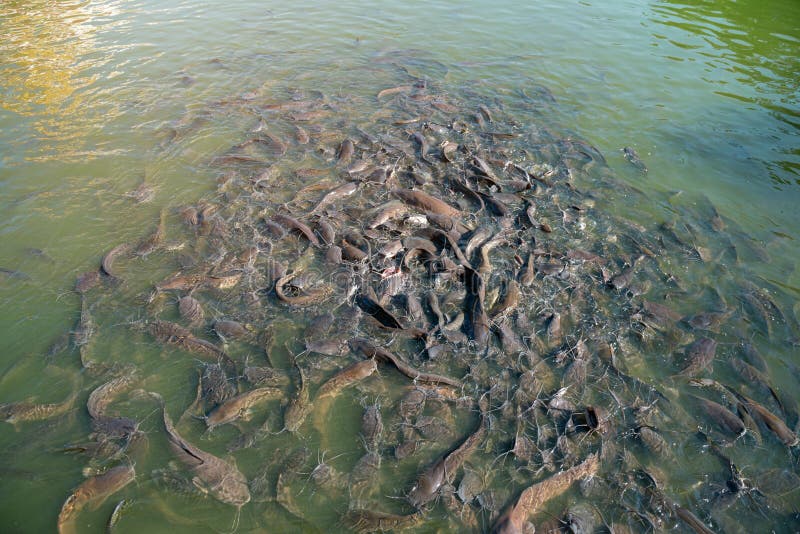 Group of Catfish in the Emerald Pool Stock Photo - Image of fish ...