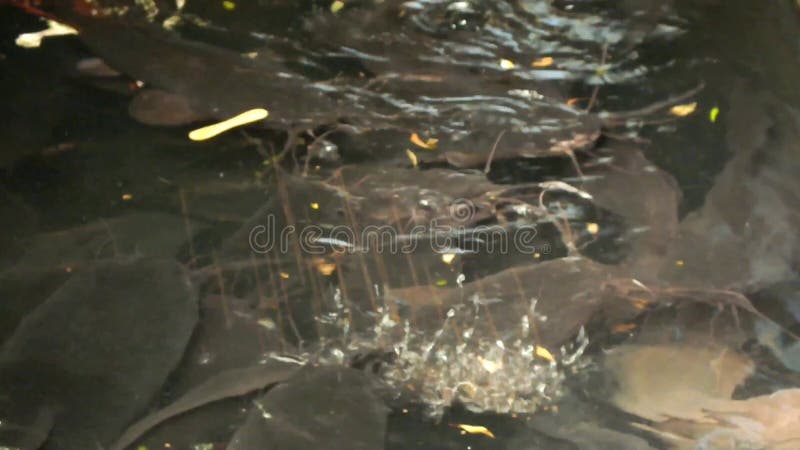 A Group of Catfish in the Pond, Swiming in the Surface of Water. Stock ...