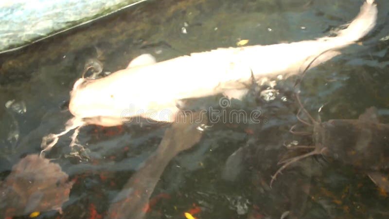 A Group of Catfish in the Pond, Swiming in the Surface of Water. Stock ...